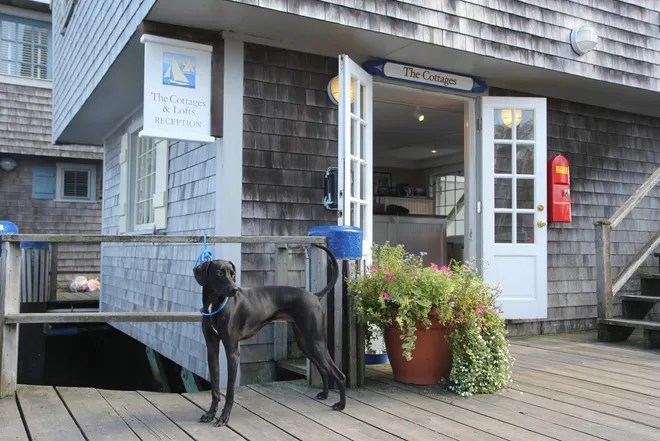 Dogs are seemingly everywhere in NJ. Why has the Garden State become so ...